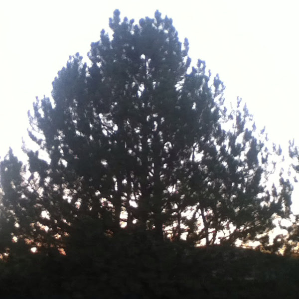 Pine Tree | Project Noah