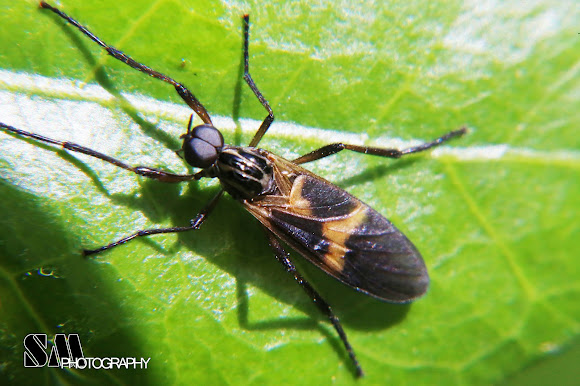 Bibionid fly | Project Noah