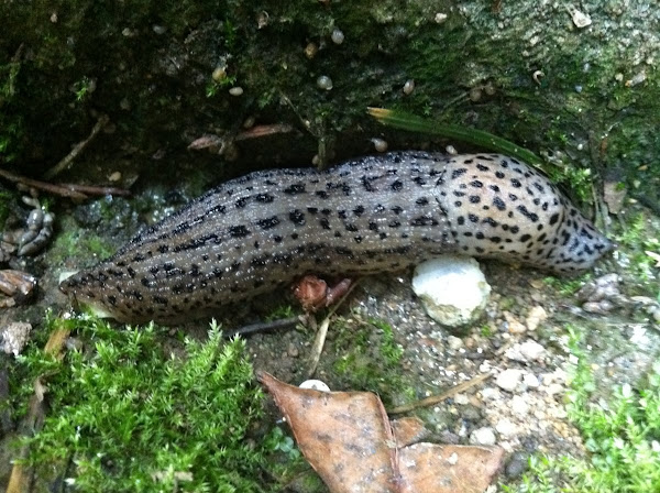 Great Gray Slug or Leopard Slug | Project Noah