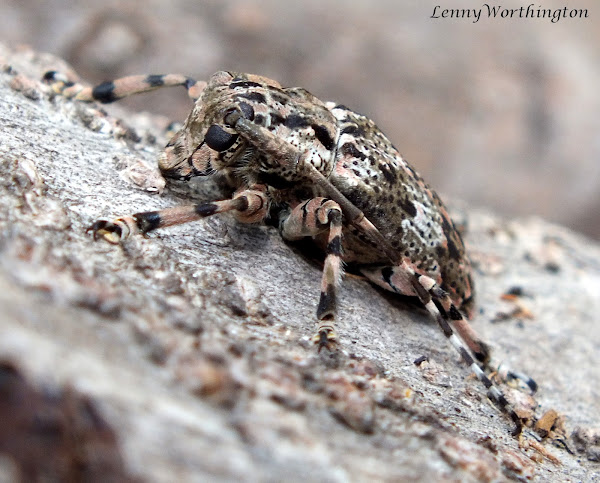 Long-horned Beetle | Project Noah