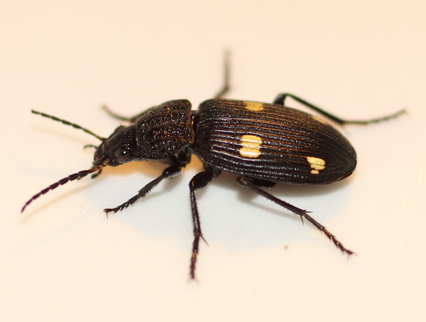 Yellow-spotted Ground Beetle | Project Noah