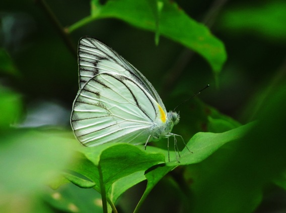 Striped Albatross butterfly | Project Noah