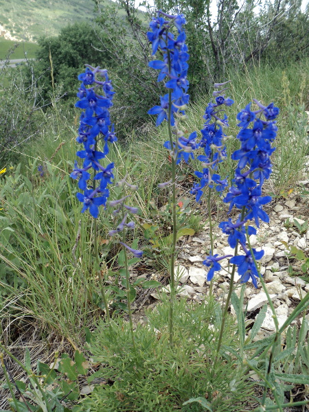 Geyer's Larkspur | Project Noah