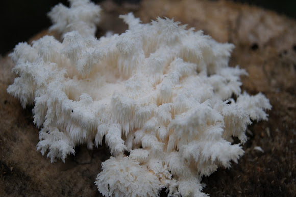 Bear head tooth fungus. | Project Noah