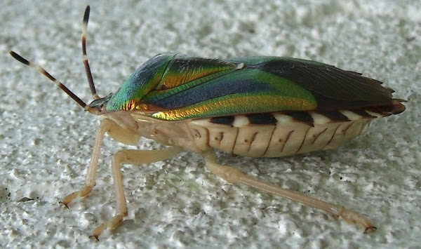 Mattiphus Shield Bug | Project Noah