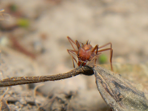 hormiga arriera - hormiga corta hojas - leaf cutter ant | Project Noah