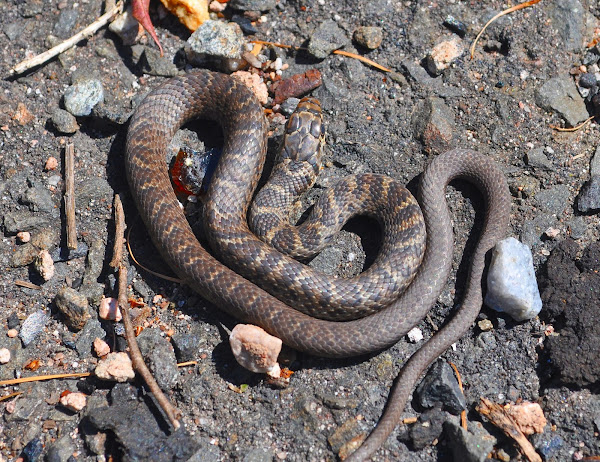 Northern Black Racer | Project Noah