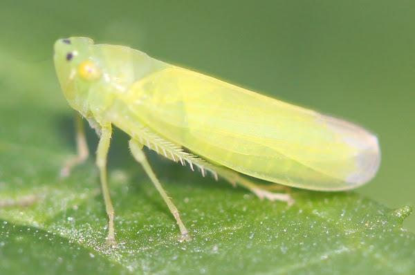 lime green leafhopper | Project Noah
