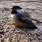 Chickadee | Project Noah