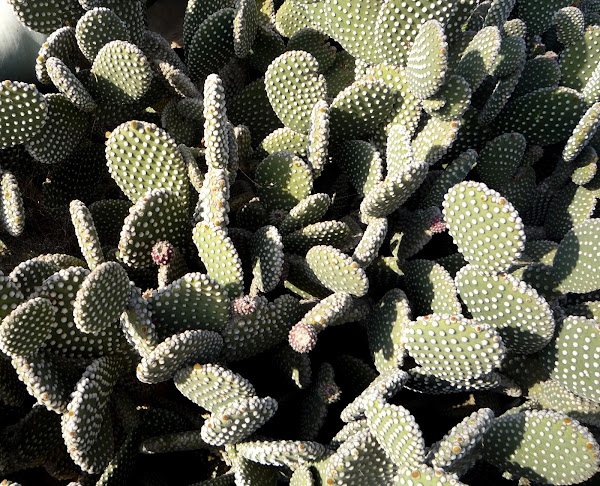 Cactus alas de ángel | Project Noah