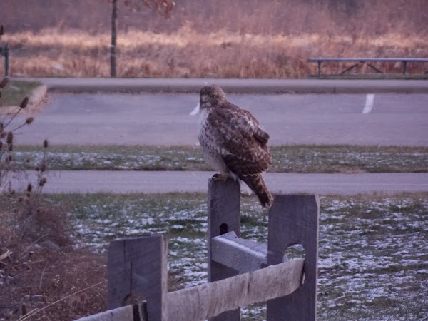 Red-tailed Hawk (Juvenile) | Project Noah