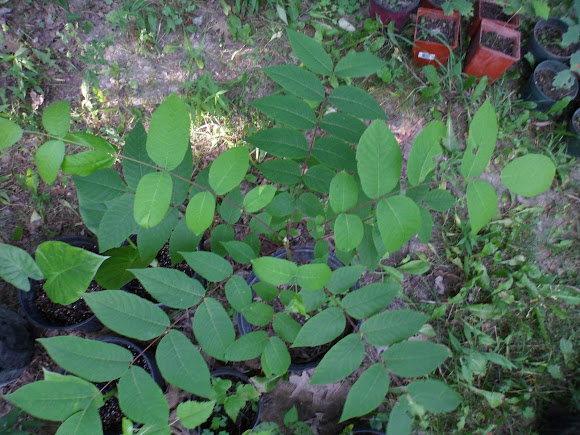 Butternut or White Walnut | Project Noah