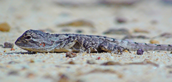 Jacky Lizard | Project Noah