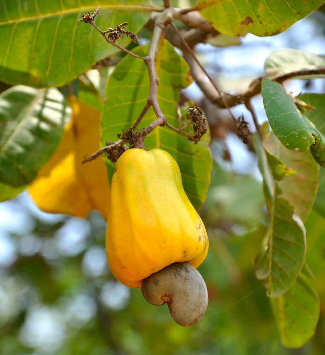 Cashew | Project Noah