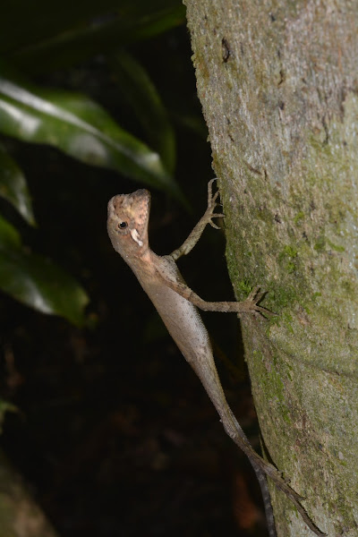 Sri Lankan Kangaroo Lizard | Project Noah