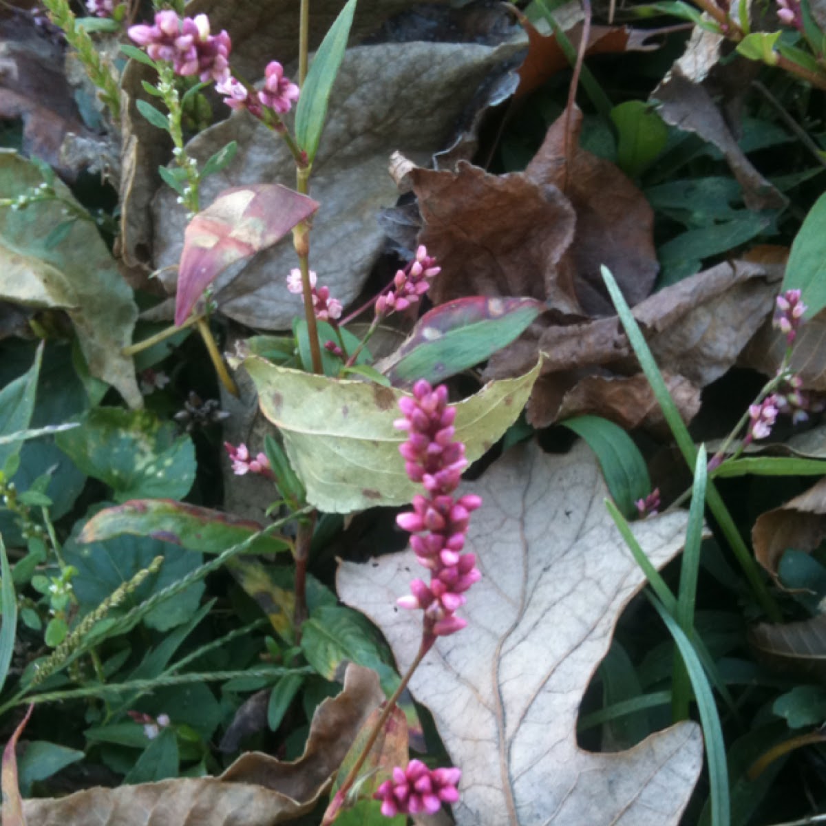 Pink knotweed | Project Noah
