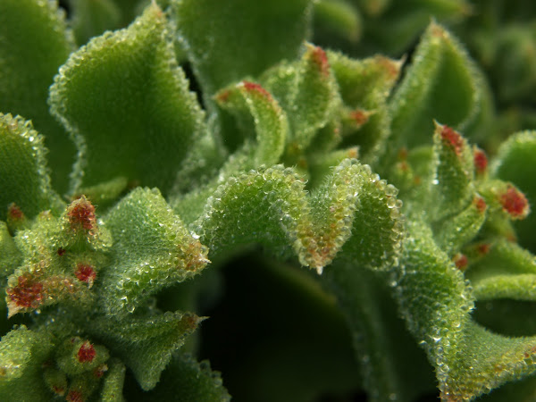 Iceplant/Anémona de tierra | Project Noah