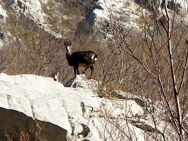 Chamois, divokoza | Project Noah