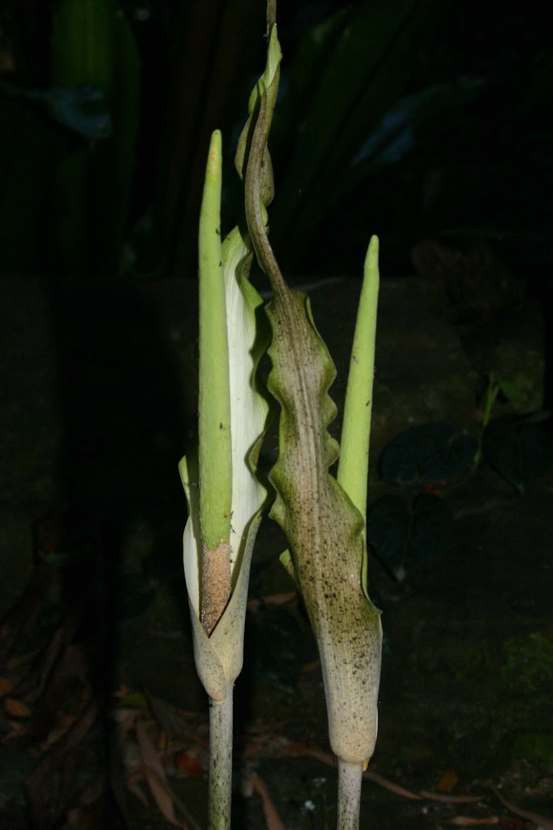 Sweet Snakeskin Lily | Project Noah