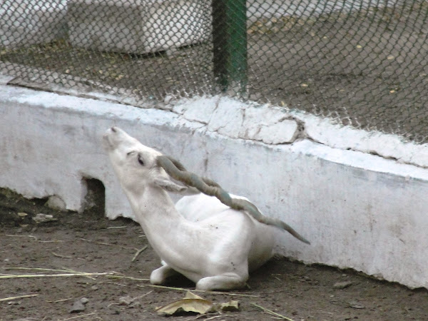 Krishna Mrigam ( કાળિયાર ) | Project Noah