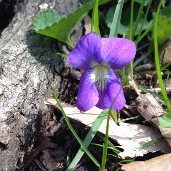 Three-Lobed Violet | Project Noah