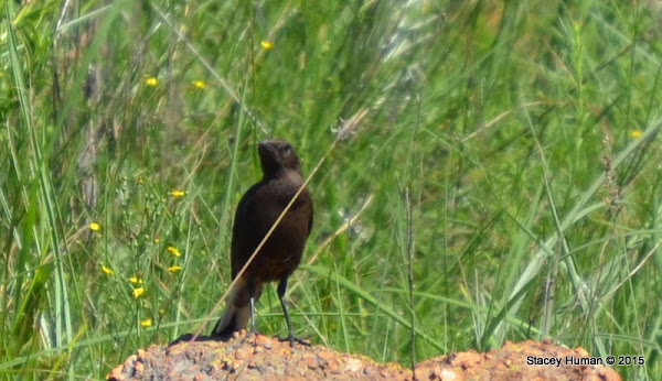 Ant-eating Chat | Project Noah