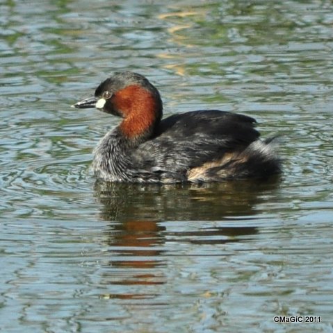 Dabchick | Project Noah