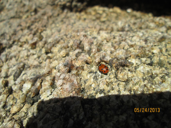 Nine-Spotted Ladybird Beetle | Project Noah