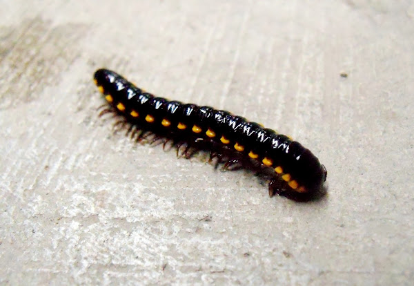 Yellow Spotted Millipede | Project Noah