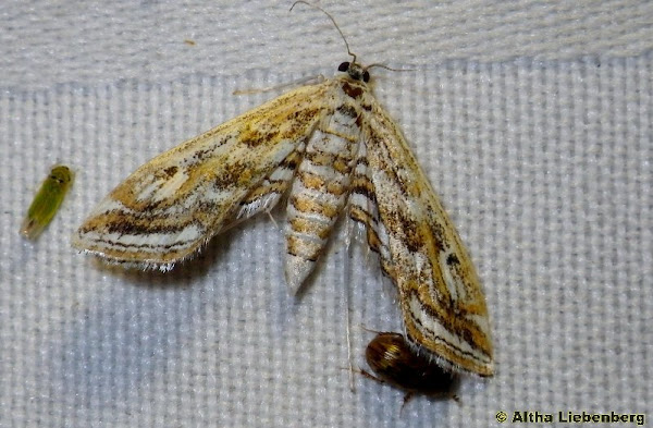 Crambidae, | Project Noah