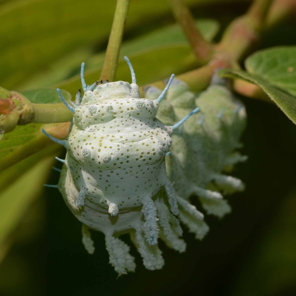 Atlas moth caterpillar | Project Noah
