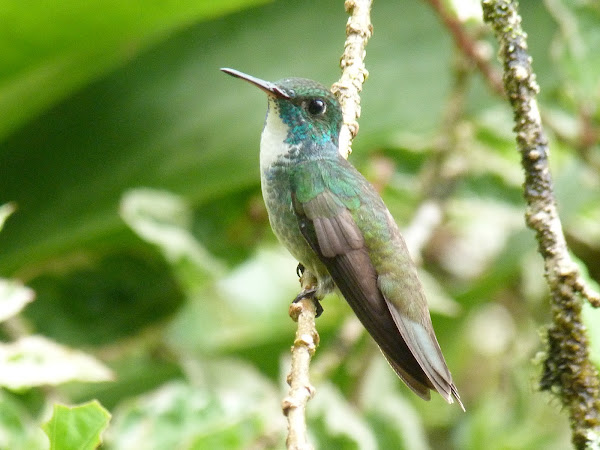 Beija-flor-de-banda-branca (Versicolored Emerald) | Project Noah