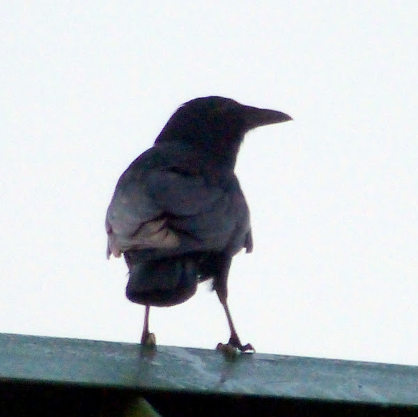 Fish Crow | Project Noah