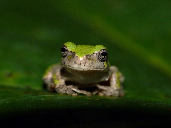 Cope's gray tree frog (juvenile) | Project Noah