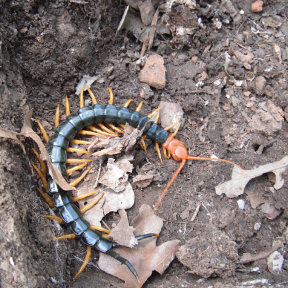 Giant desert centipede | Project Noah
