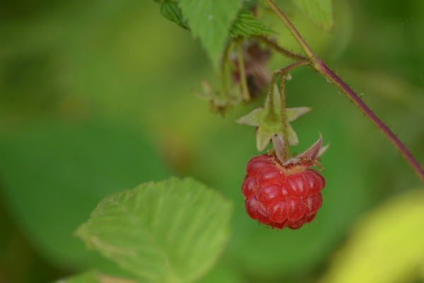 American Raspberry | Project Noah