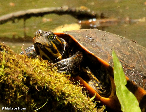 Eastern painted turtle | Project Noah