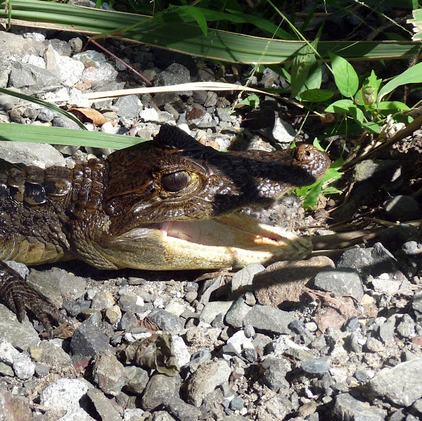 Spectacled Caiman - Babillo | Project Noah