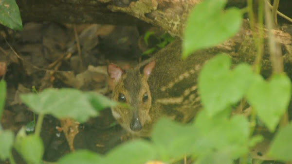 Sri Lankan spotted chevrotain | Project Noah