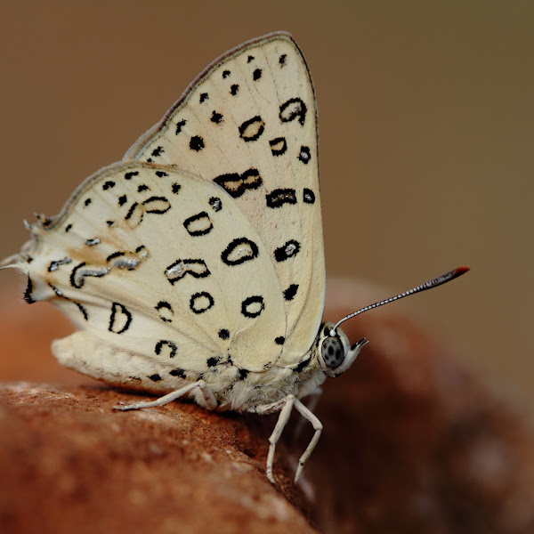 Butterflies of Turkey | Project Noah