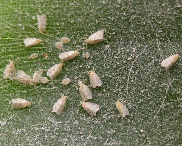 Giant Whitefly | Project Noah