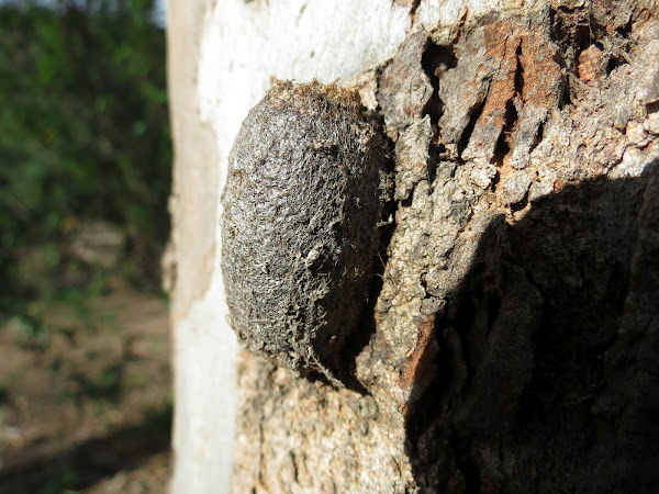 Emperor Gum Moth Cocoon | Project Noah