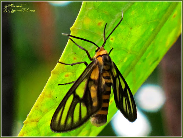 Amata Wasp Moth | Project Noah