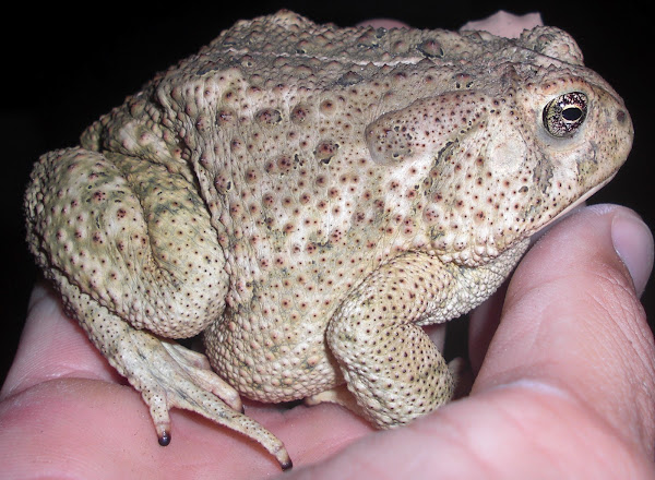 Woodhouse's Toad | Project Noah