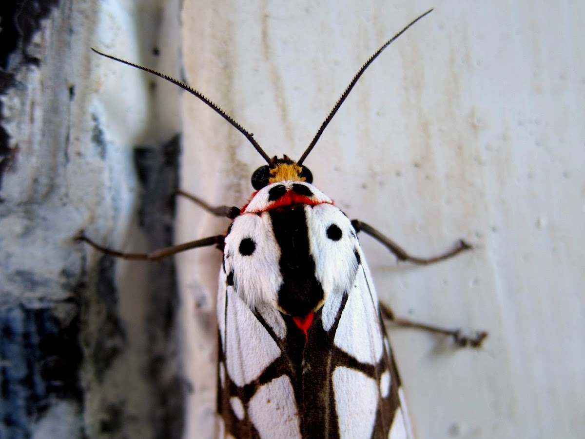 Tiger Moth | Project Noah