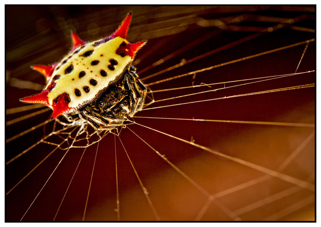 Spiny Orb Weaver Spider | Project Noah