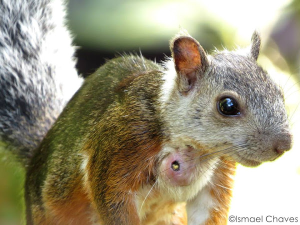 Tree Squirrel Bot Fly | Project Noah
