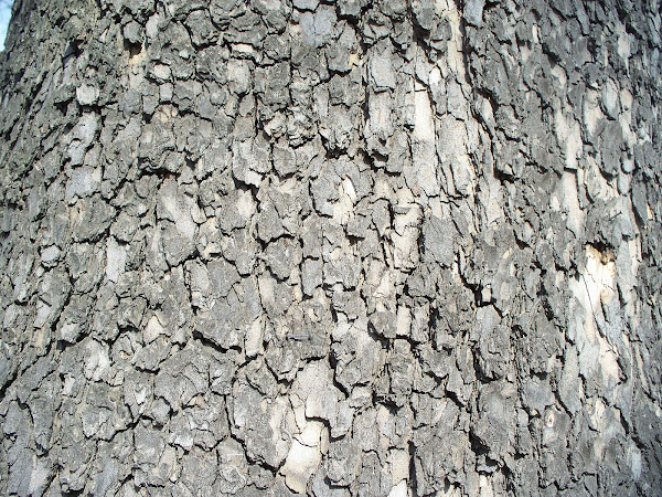 American Sycamore | Project Noah