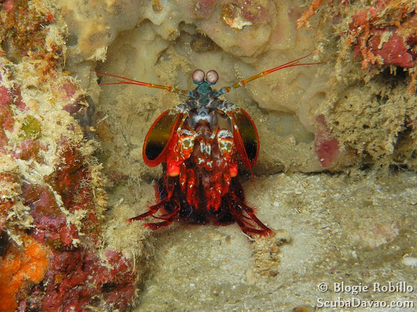 Peacock Mantis Shrimp | Project Noah