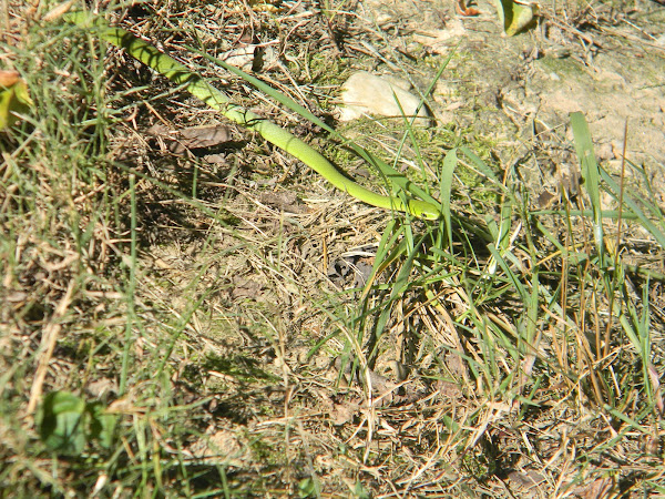 Green Grass Snake | Project Noah